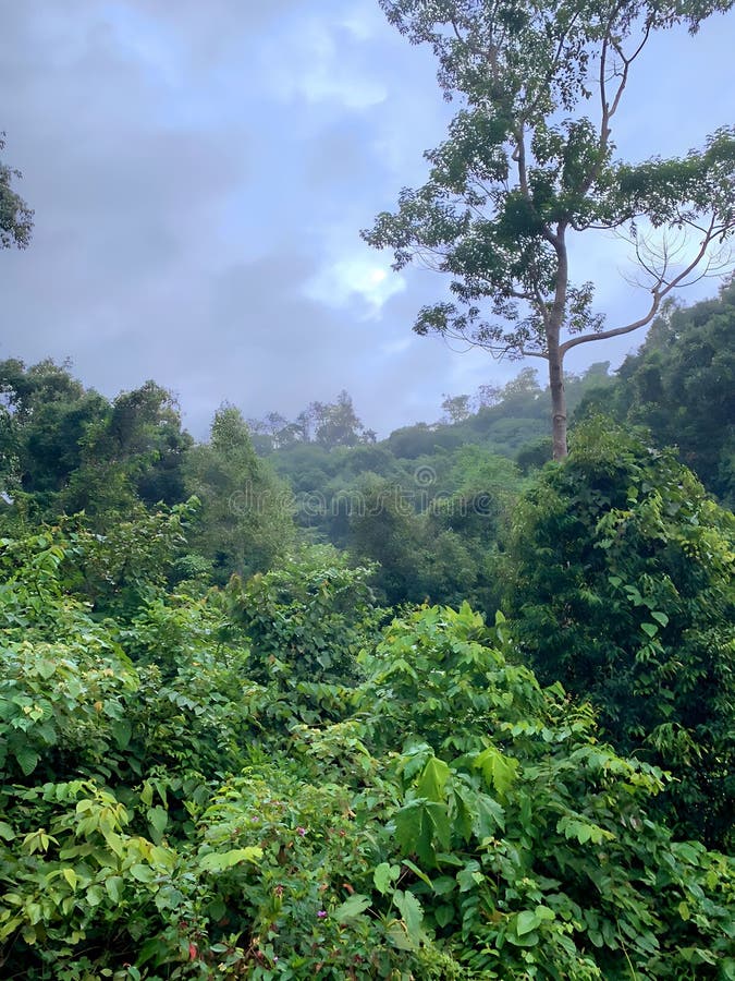 A Photo of a Rainforest with Towering Trees Under a Blue Sky Stock ...