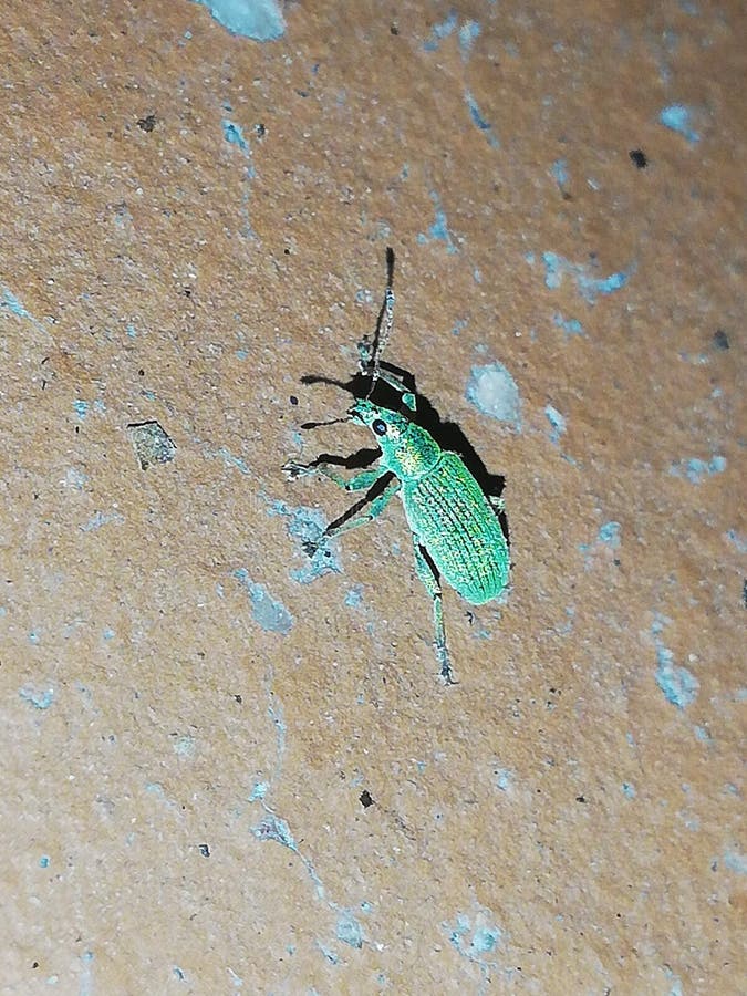 Photo of a random insect stock image. Image of moth - 234031963