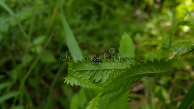 Photo of a Rare Striped Fly Perched on a Leaf Stock Photo - Image of ...