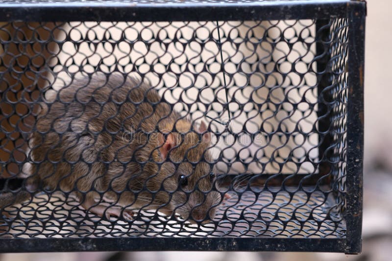 Rat trapped in the cage stock image. Image of life, contagion - 272044453