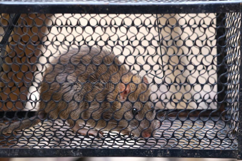 Rat trapped in the cage stock photo. Image of disease - 272044478