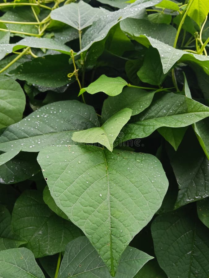 Photo of Real Green Leaves without Editing Stock Photo - Image of ...