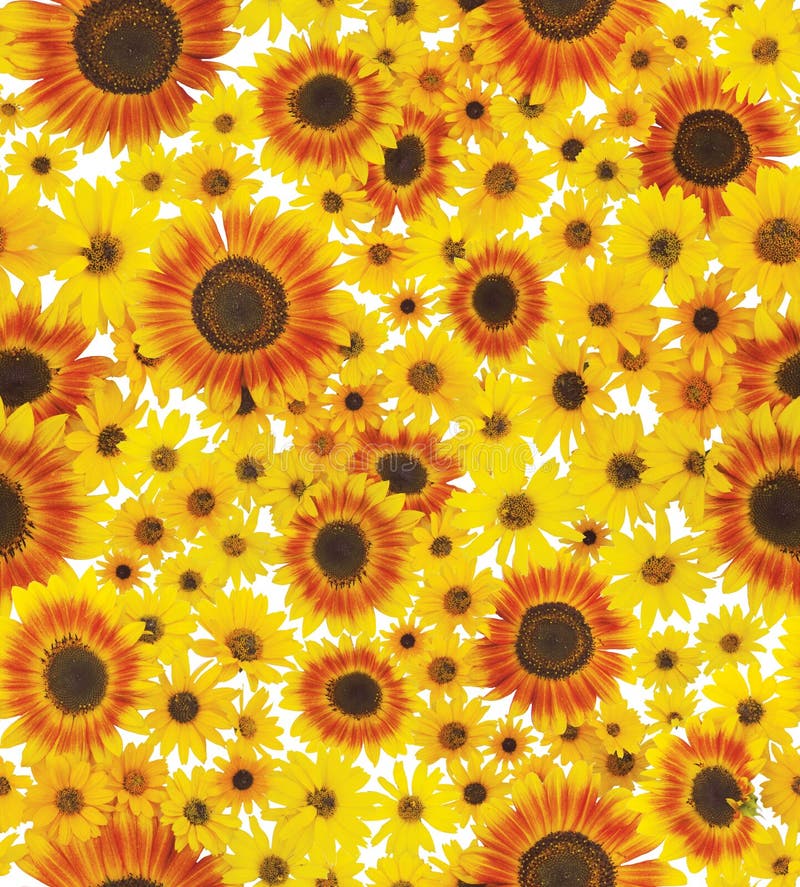 Photo Real Sunflower Seamless Pattern Stock Image - Image of text, real ...