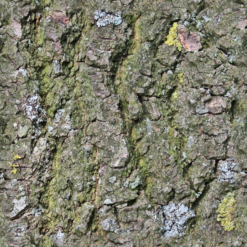 Photo Realistic Texture of Tree Bark in High Resolution Stock Image ...