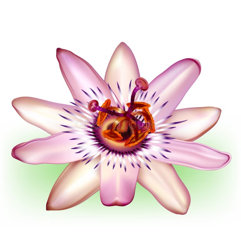 Photo-realistic Passion Flower Stock Vector - Illustration of isolated ...