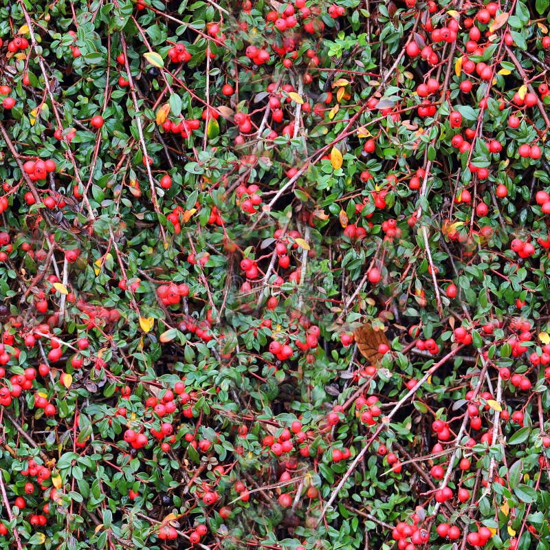 Photo Realistic Seamless Texture Pattern of Organic Plant Leaves Stock ...