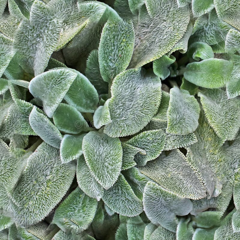 Photo Realistic Seamless Texture Pattern of Organic Plant Leaves Stock ...