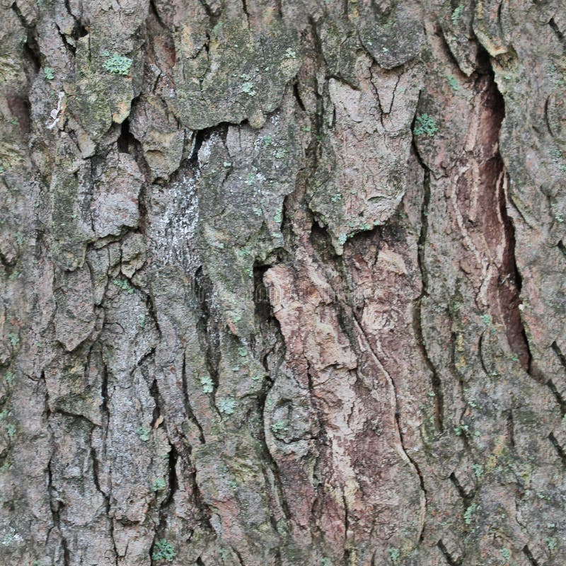 Photo Realistic Texture of Tree Bark in High Resolution Stock Photo ...
