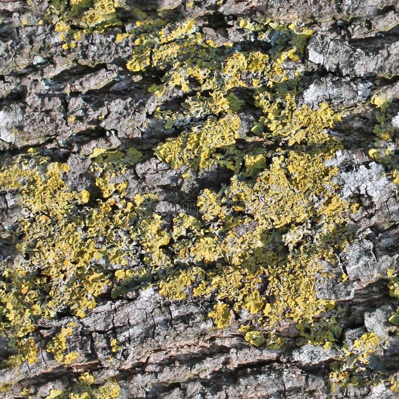 Photo Realistic Texture of Tree Bark in High Resolution Stock Photo ...