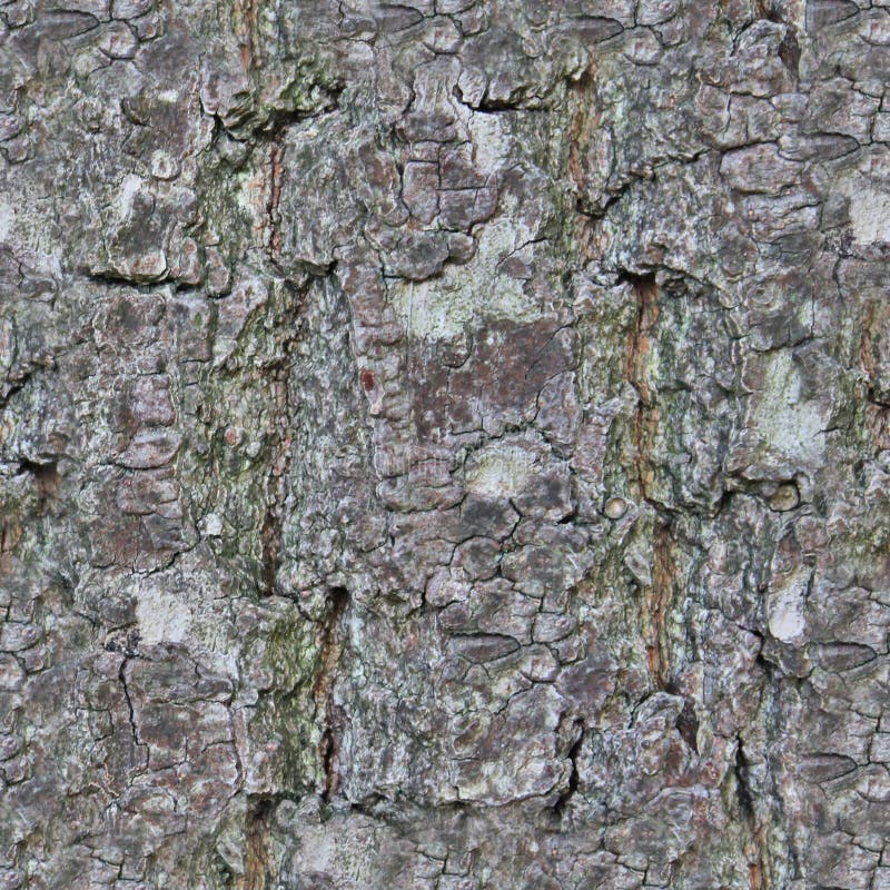 Photo Realistic Texture of Tree Bark in High Resolution Stock Image ...