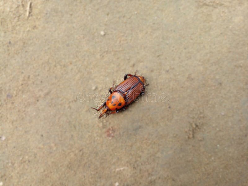 Photo of Red Beetles Crawling on the Ground Around My Yard Stock Photo ...