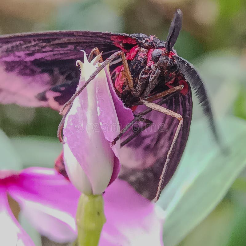 Photo of Red and Black Attack on Flower Buds Stock Photo - Image of ...