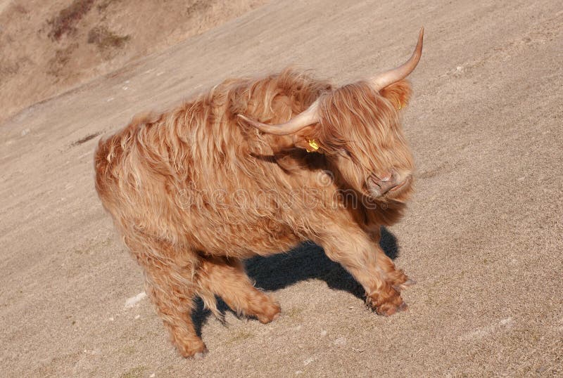 Photo of the red bull stock photo. Image of grazing, environment - 37492186