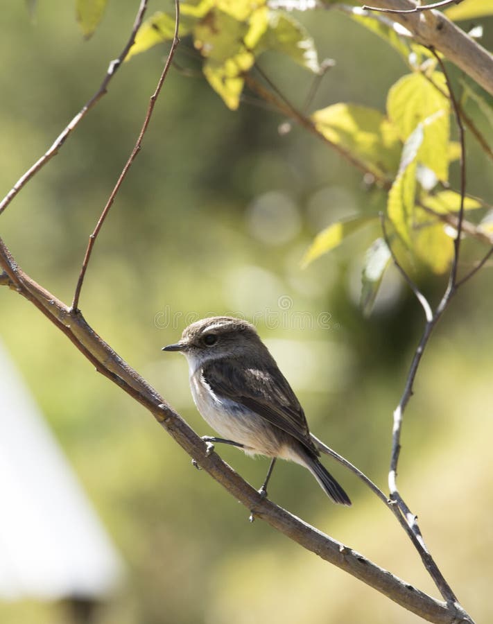 Photo of red-capped robin stock image. Image of robin - 344697701