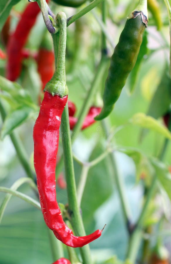 Photo of red chili pepper stock photo. Image of spicy - 45120354