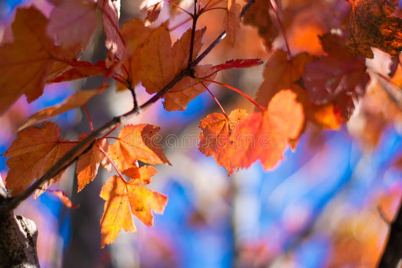 Bright Red Fall Leaves on a Fall Afternoon Stock Photo - Image of close ...