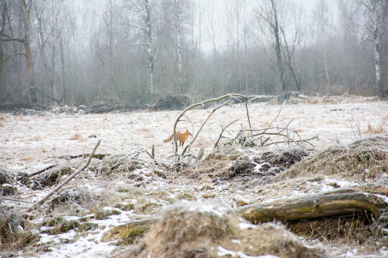 The Red Fox with Catch Running Away Stock Photo - Image of cloudy ...