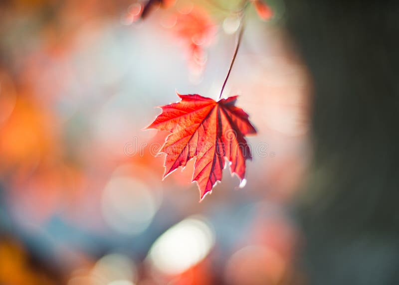 Maple Leaf in Spring stock image. Image of colorful - 146259199