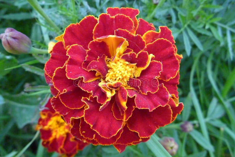The photo of red marigold stock photo. Image of marigold - 263177866