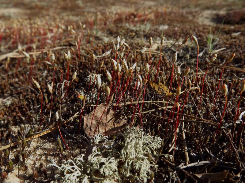 Photo of the Red Moss Close Up Stock Image - Image of seamless, gray ...
