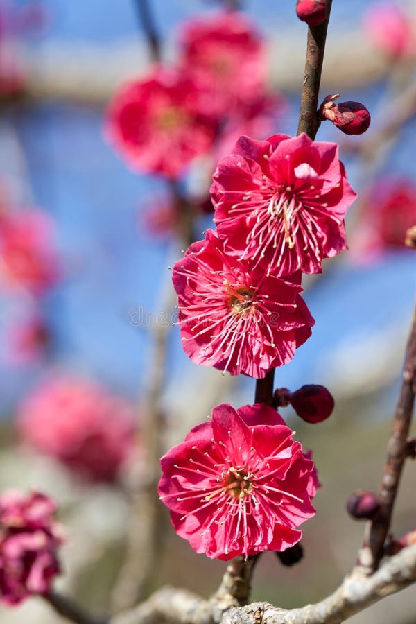 Plum flower stock image. Image of macro, pretty, delicate - 24287047
