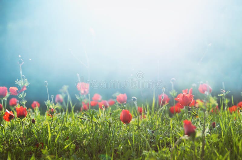 Photo of Red Poppy in the Green Field at Sun Light Stock Image - Image ...