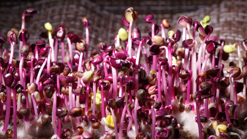 Photo of Red Radish Seed Germination in Dark Stock Photo - Image of ...