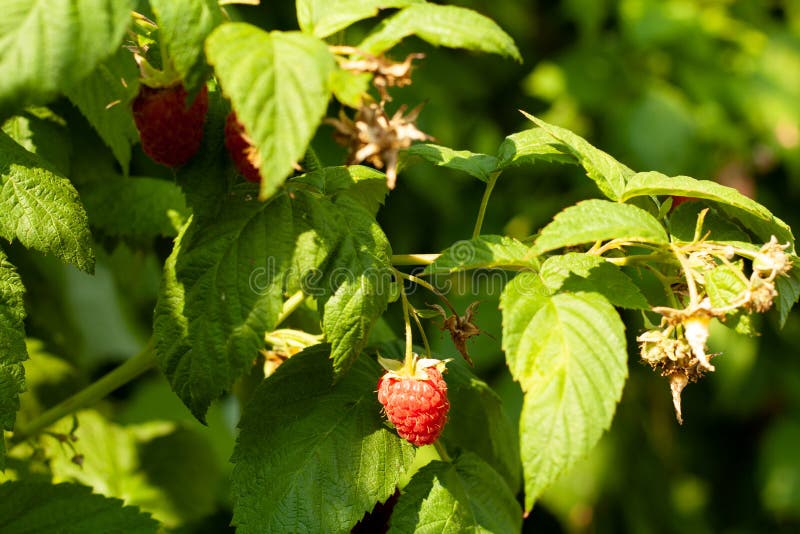 A Red Raspberry on a Green Bush. Stock Photo - Image of diet ...