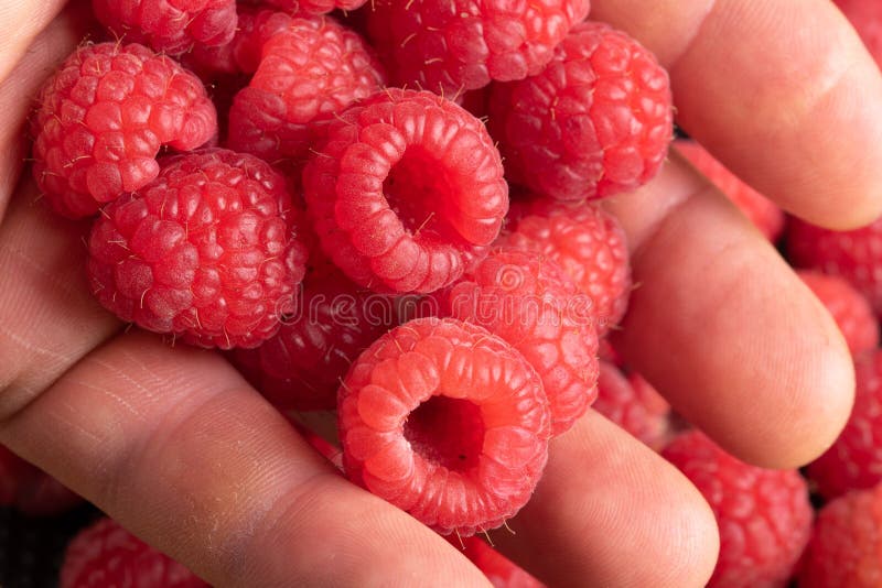 Photo of a Red Raspberry in a Man& X27;s Hand Against the Background of ...
