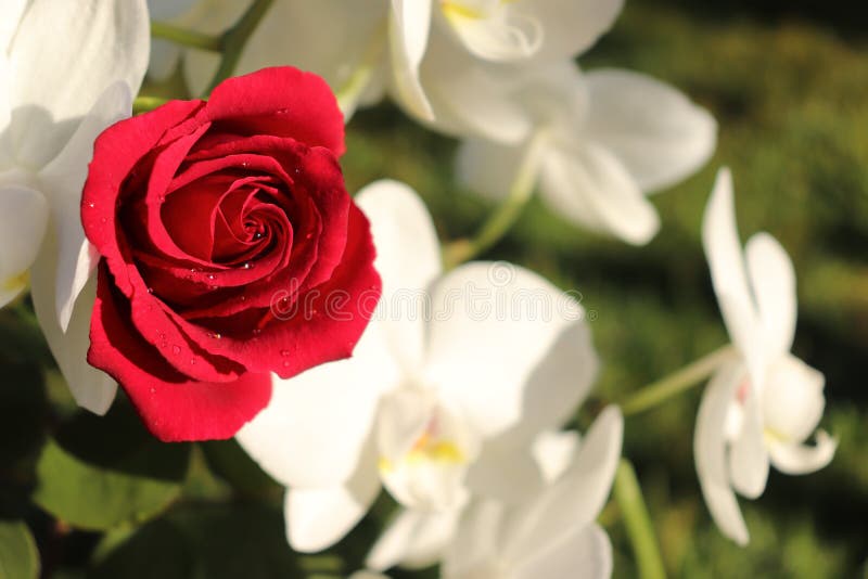 Red rose on orchids stock photo. Image of pink, rose - 208411916