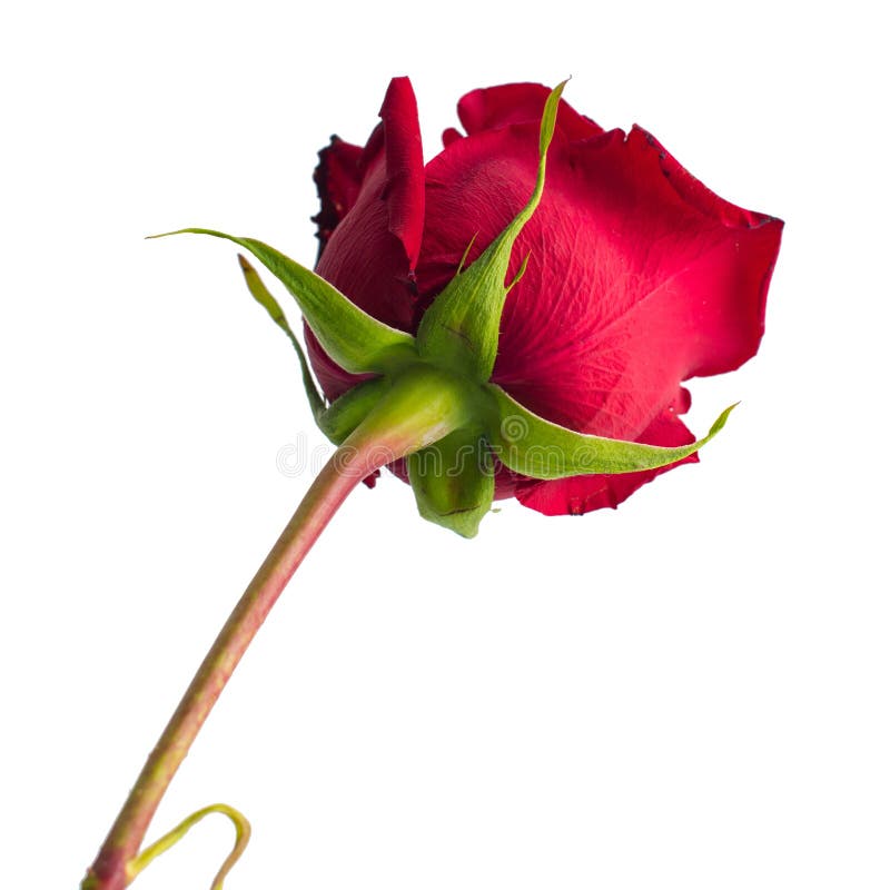 Photo of a Red Rose Bottom View Stock Photo - Image of love, green ...