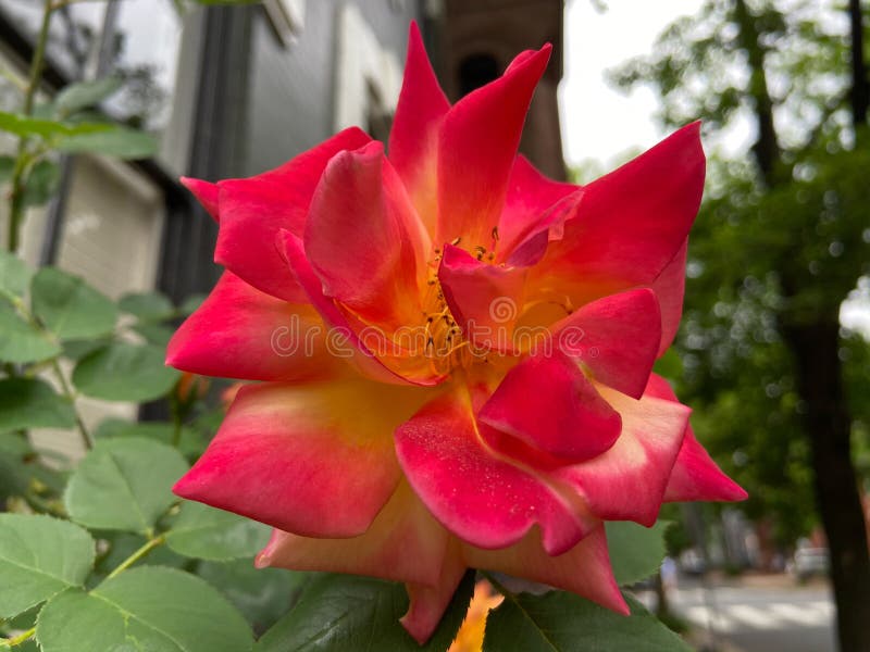 Red Rose Flower in Spring in May Stock Photo - Image of rose, flower ...