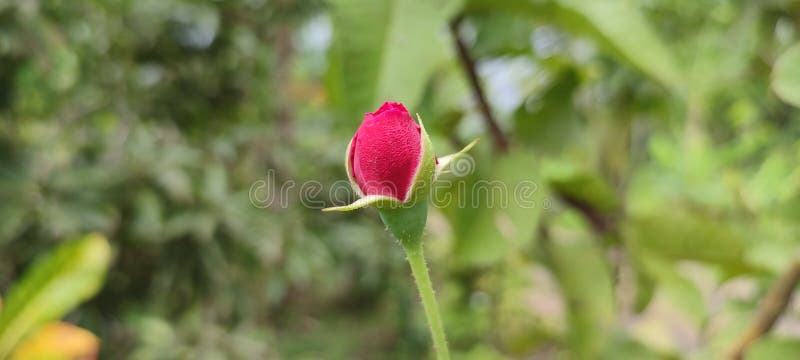 Unbloomed red rose stock photo. Image of petal, tree - 250394620