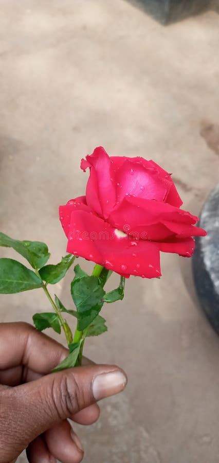 Photo of Red Rose Hold on Human Hand Stock Image - Image of shrub ...