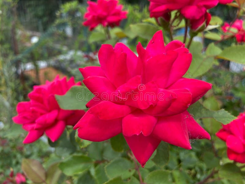 Red Rose in June in Spring stock photo. Image of petal - 220811586