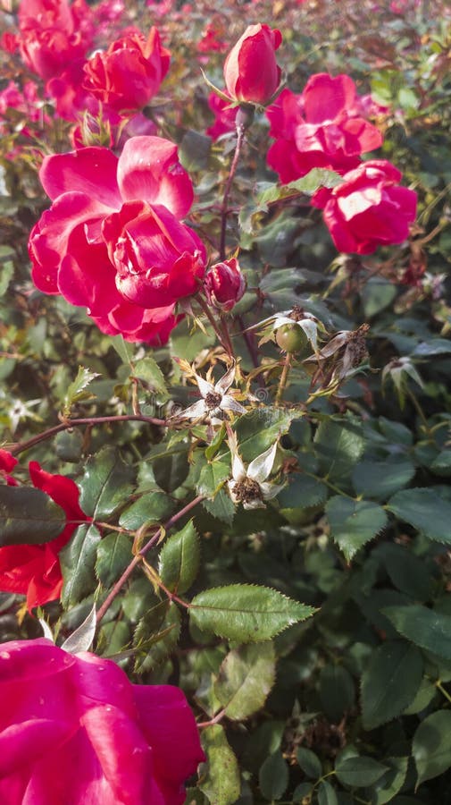 Red roses in the garden stock photo. Image of pink, flower - 163615694