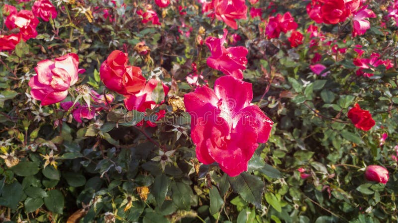 Red roses in the garden stock photo. Image of green - 163615976