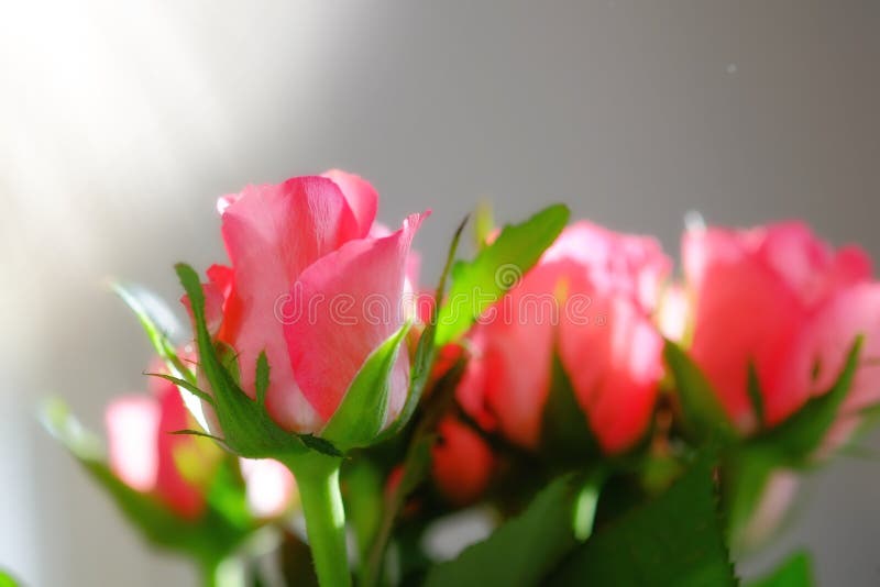 A Photo of Red Roses and Sunlight Stock Photo - Image of life, flora ...