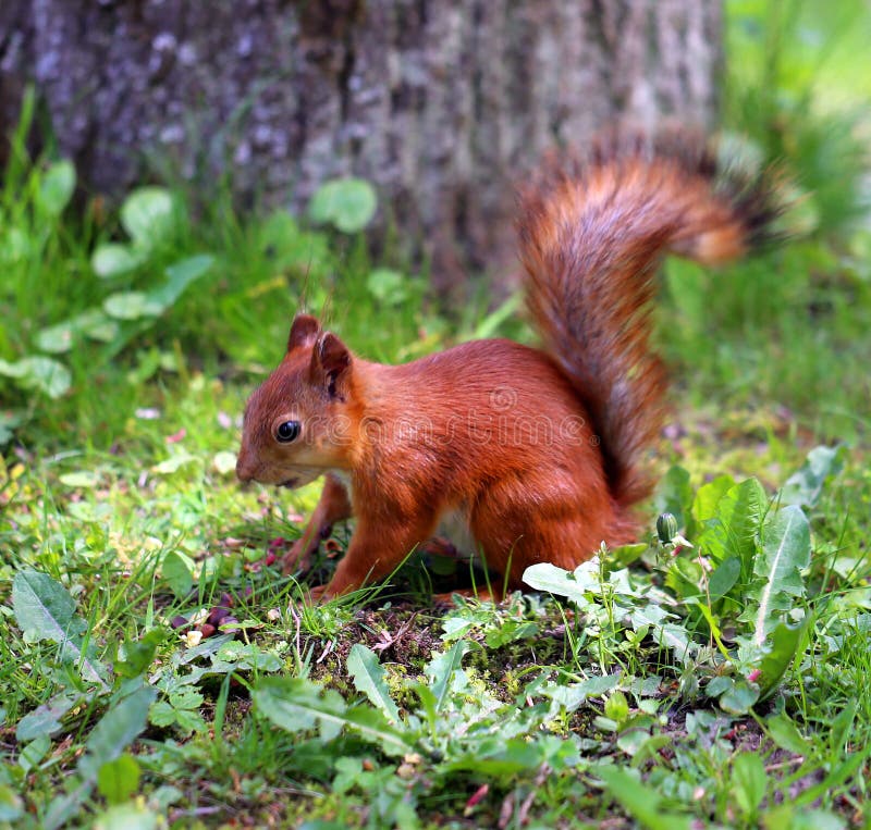 Photo of a Red Squirrel Eating a Nut Stock Image - Image of nutty ...