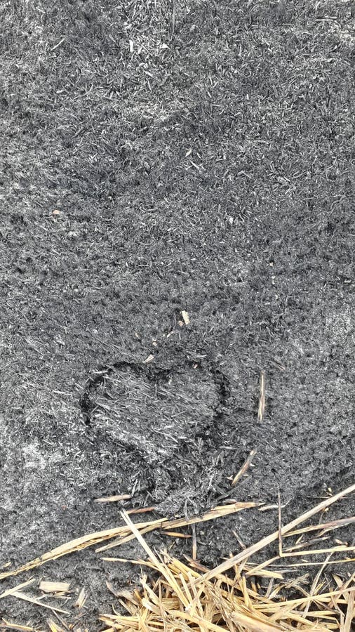 This is a Photo of the Remaining Charcoal from Burning Rice Trees Drawn ...