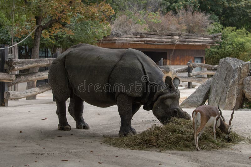 Photo of rhino eating stock image. Image of wildlife - 273839195