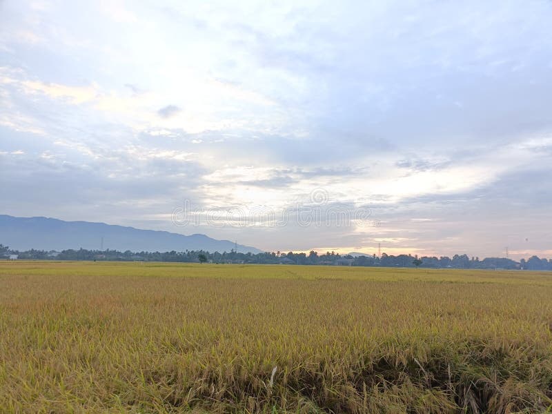 Photo of Rice Field View, Sunset View - Stock Photo Stock Image - Image ...