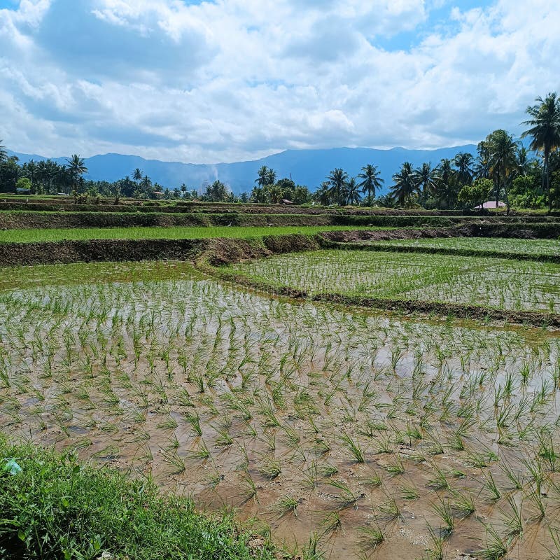 Photo of Rice Fields and Mountains, in a Village Stock Photo - Image of ...