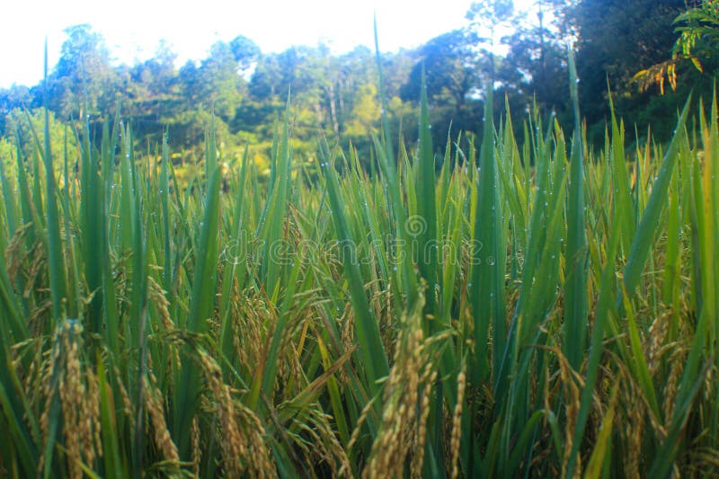 Photo of Rice in the Fields Ready To Be Harvested Stock Photo - Image ...