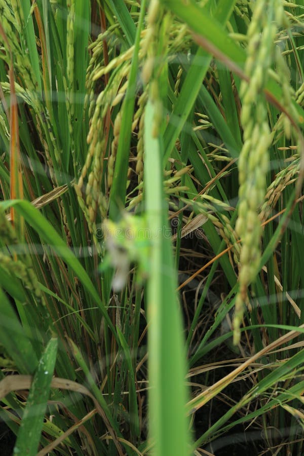 Photo of Rice Leaf Spot Disease & X28;Oryza Sativa L. Stock Image ...