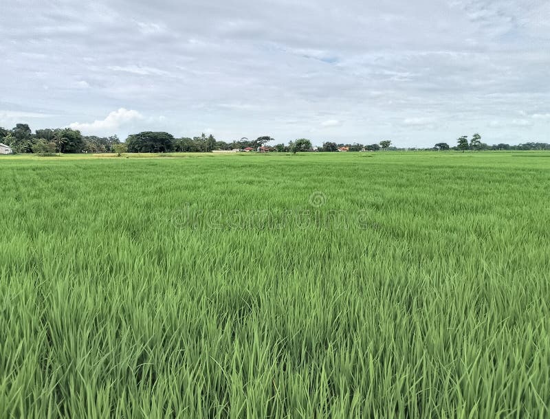 Photo of Rice Paddy Scenery - Rice Field Photo Stock Photo - Image of ...