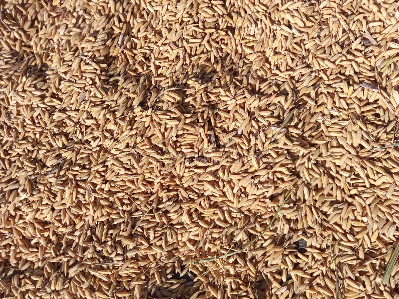 Photo rice stock image. Image of taking, closeup, invertebrate - 221342319