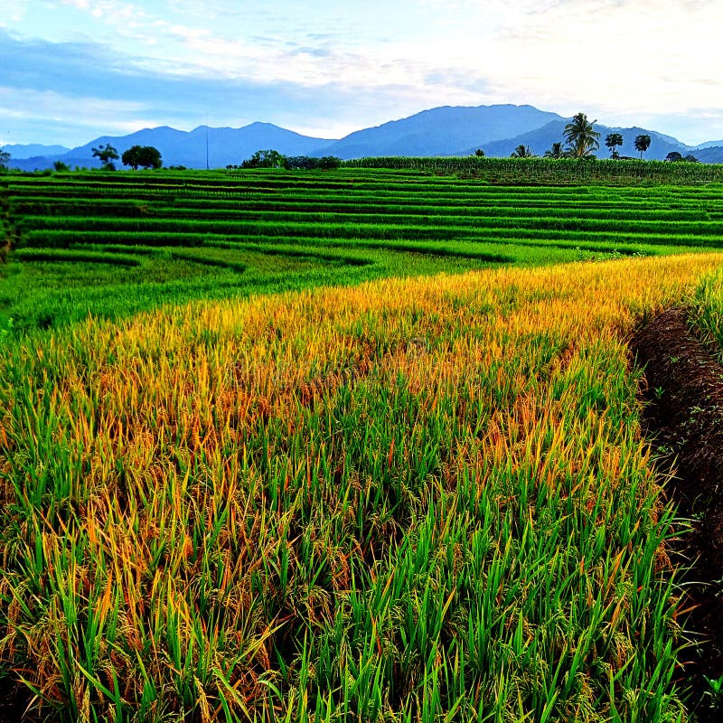 Photo of Rice Plants that are Yellowing Stock Photo - Image of outdoor ...