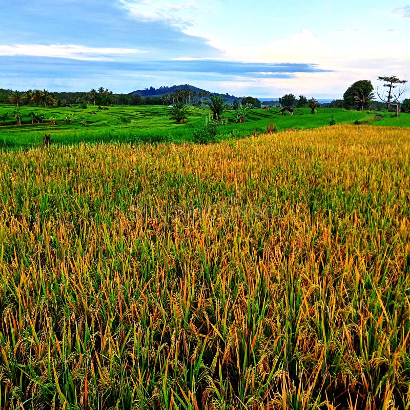 Photo of Rice Plants that are Yellowing Stock Photo - Image of prairie ...