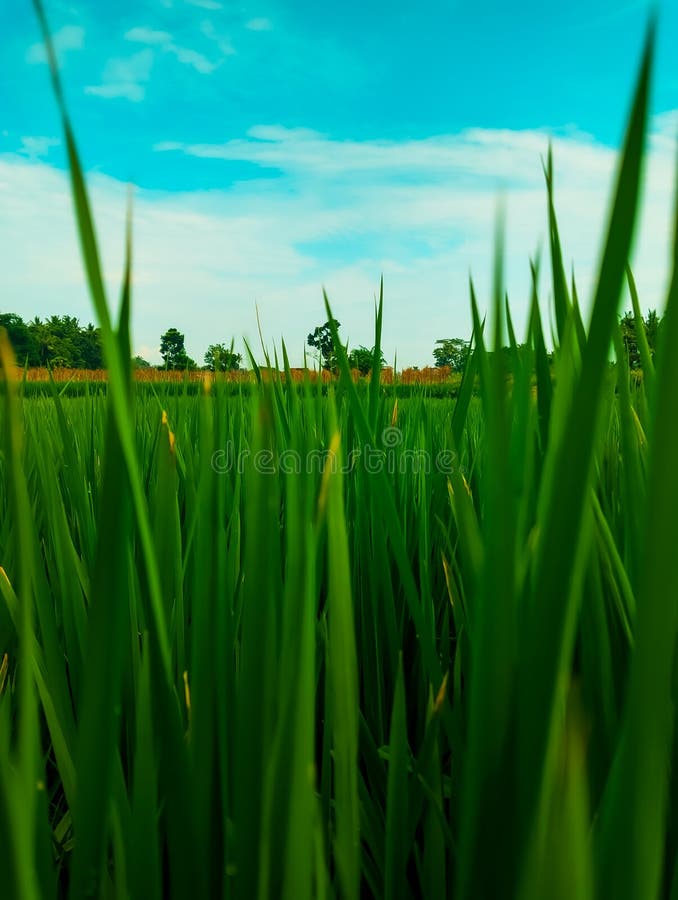Photo of Rice Tree in Rice Fields with Sunny Weather Stock Image ...